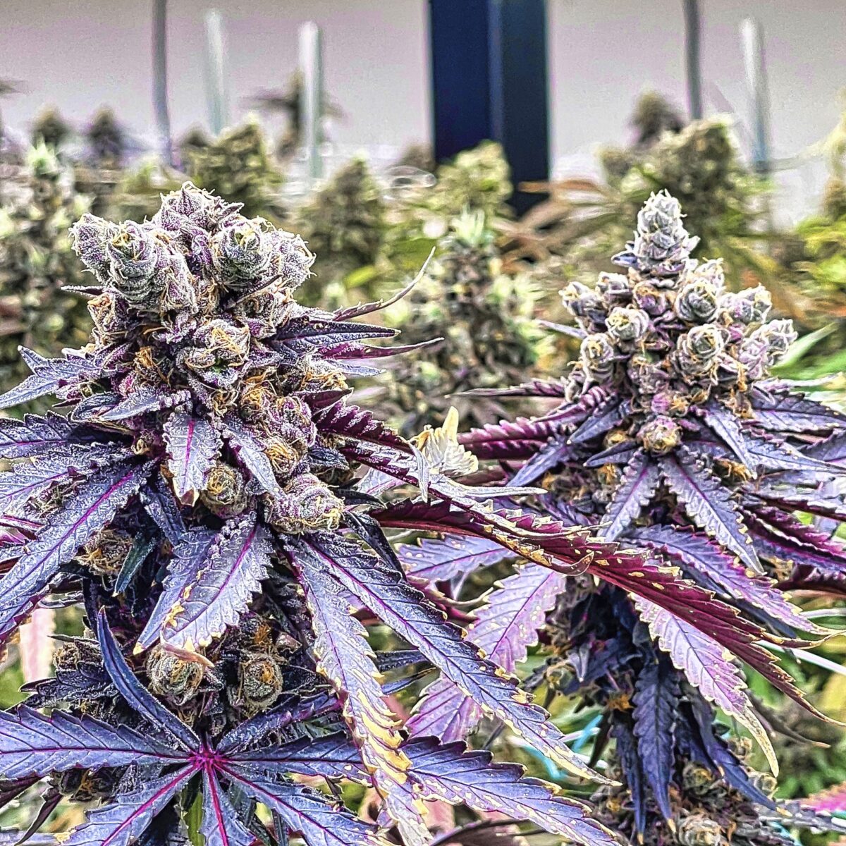 Unicorn Shoes Strain Lineage, Terpenes, Aroma ⇒ Supernova Farms Inc.