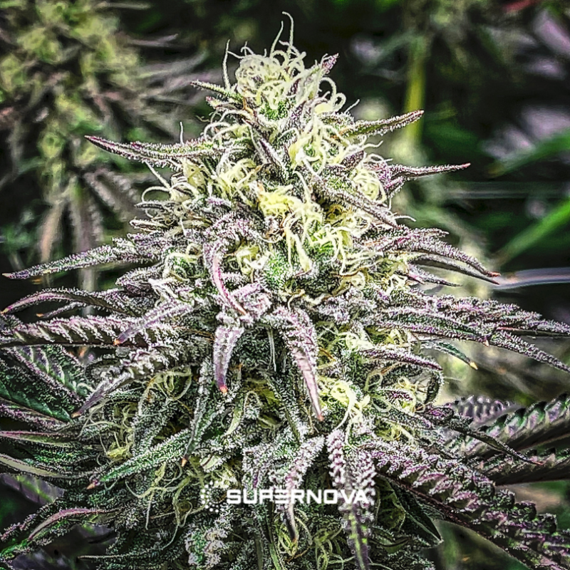 Cement Shoes Strain ⇒ Lineage, Terpenes, Aroma ⇒ Supernova Farms Inc.